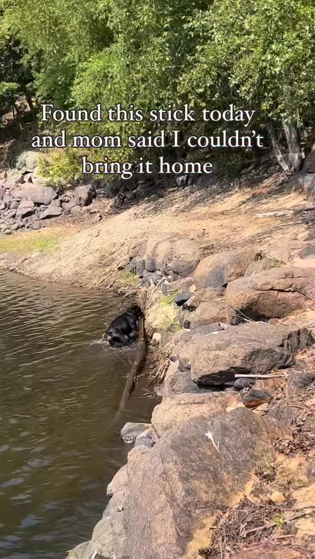 Stick hunting chaos by the lake