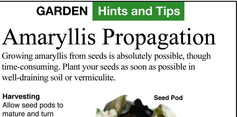 Amaryllis seeds and flooded vegetable gardens
