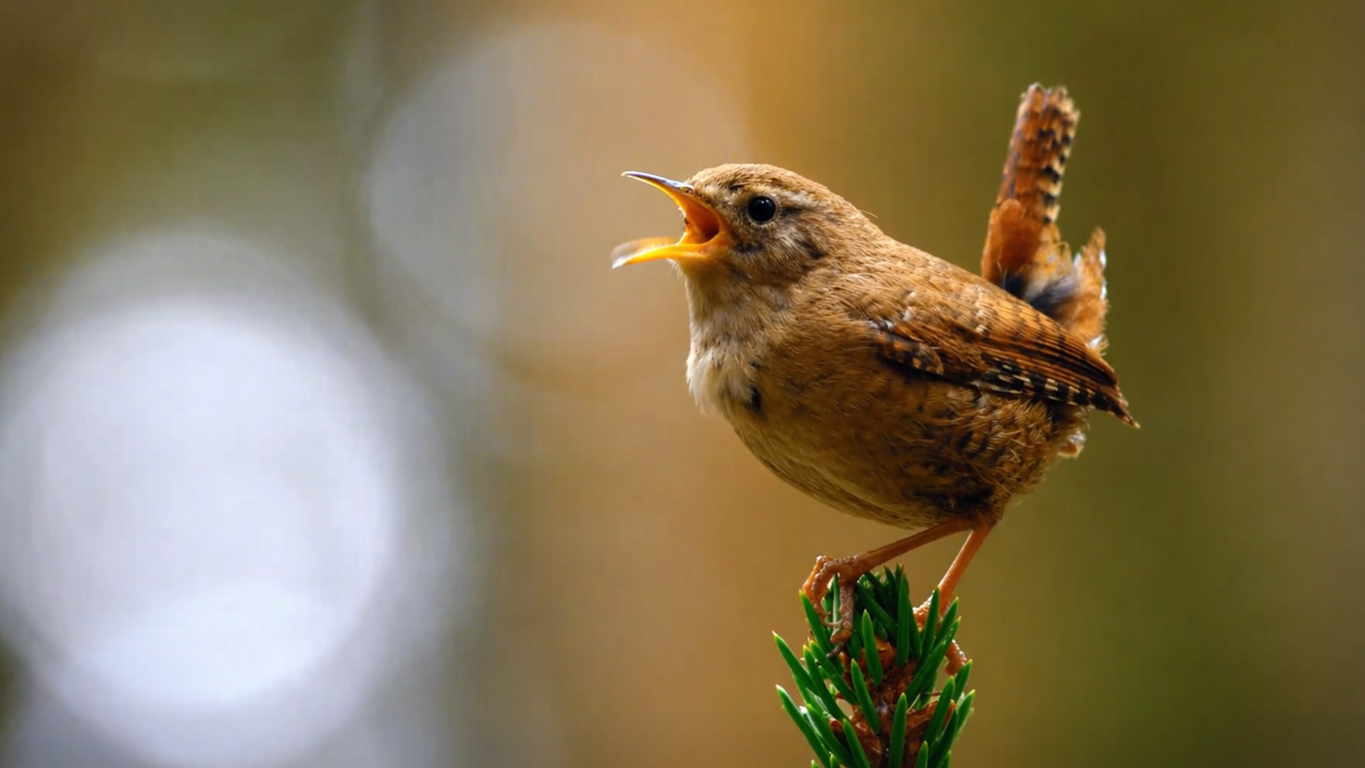 A hidden camera captured this tiny bird singing loudly