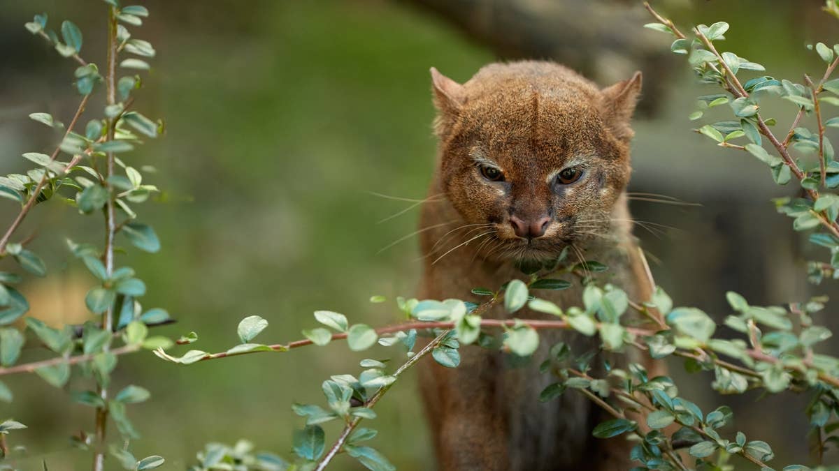 Elusive 'otter-looking' cat with rare coffee-colored fur spotted on ...