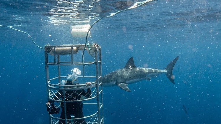 He thought the shark was calm until it turned into attack mode, caught ...