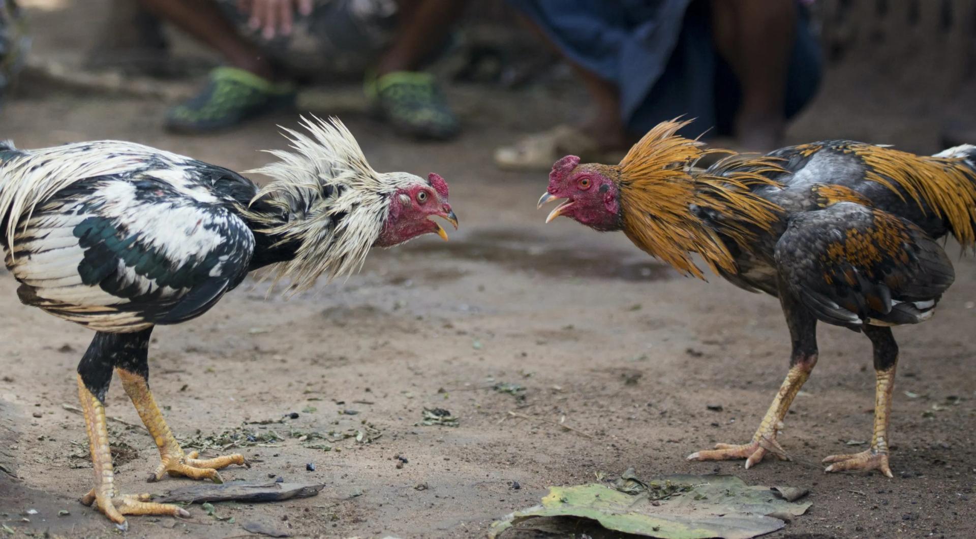 'Suffering' cockerels, hens and dogs seized in Lancashire illegal ...