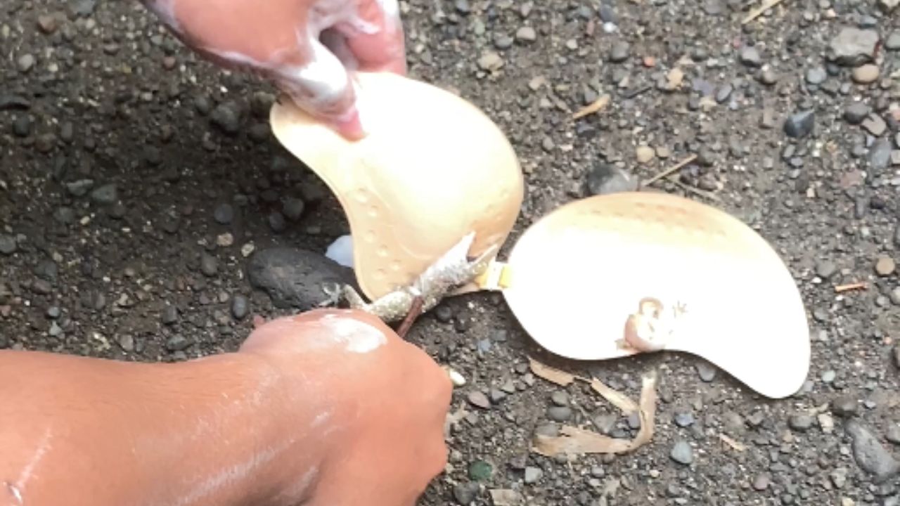 Small lizard found dead and stuck to adhesive push up bra