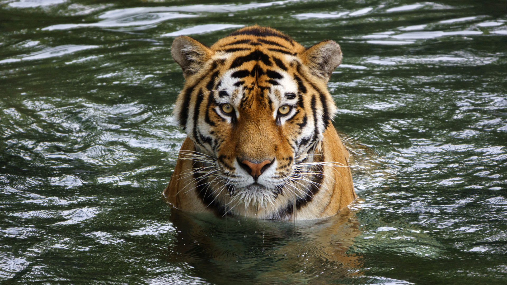 What are the most dangerous animals in the jungle?