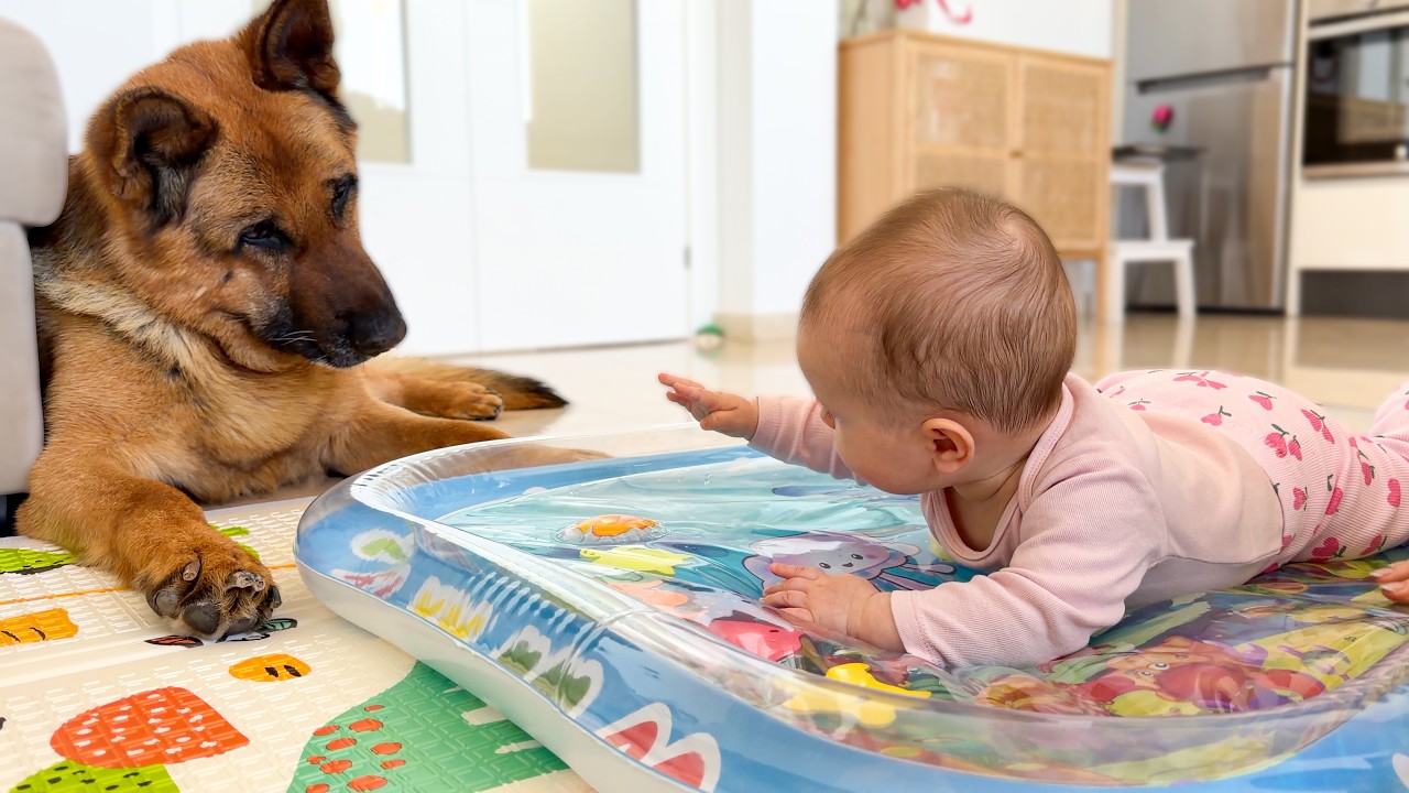 Baby houdt van ontdekken met haar Duitse herder