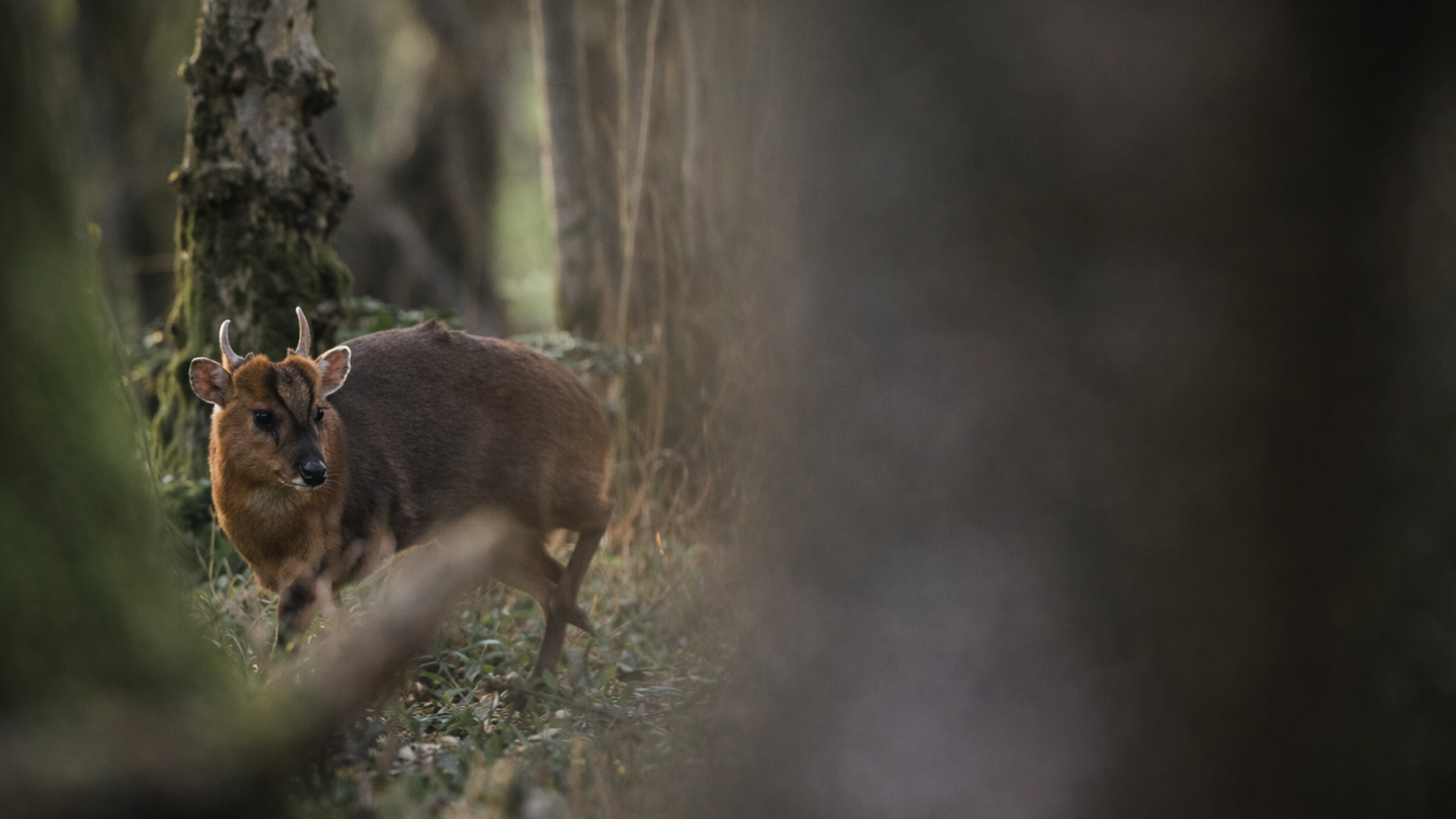 Can you spot the hidden animals in this forest?