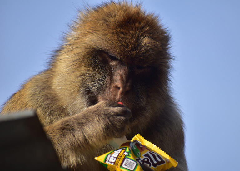 Monkeys learn to swallow soil so they can keep eating junk food – research