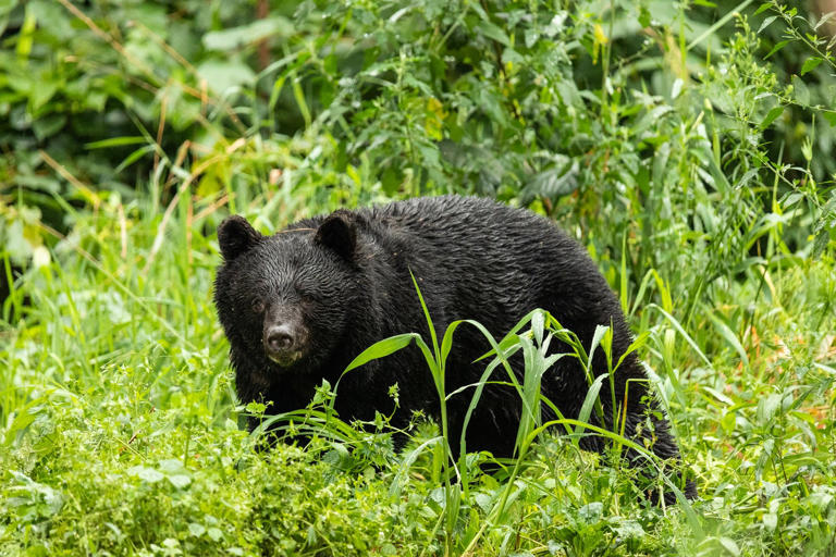 Woman’s body found in Japan after bear attacks police officer