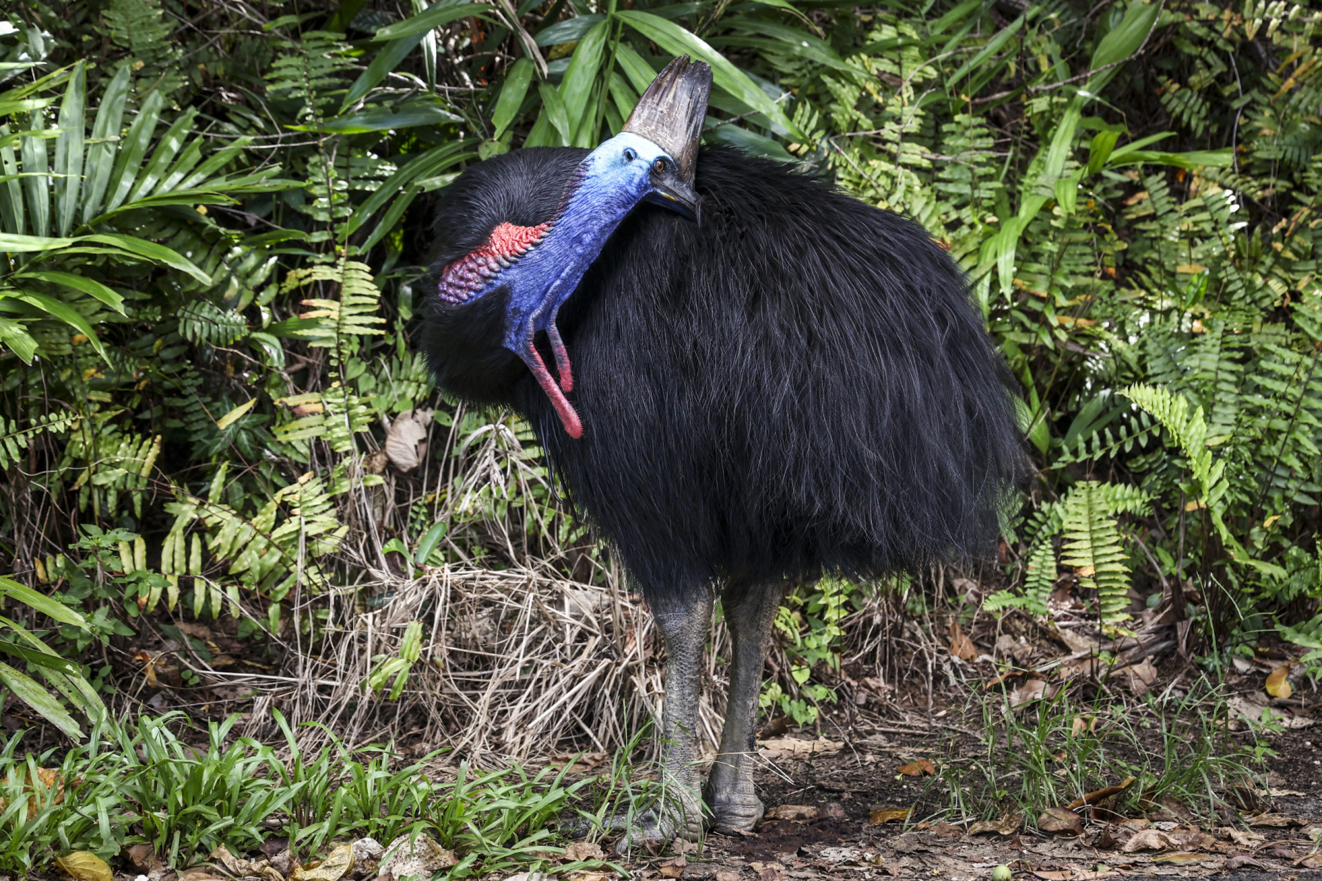 Dinosaur features that can still be found in animals today