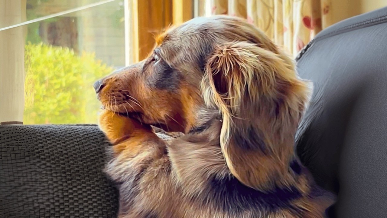 This doxie fell in love with cows - and waits for them by the window ...