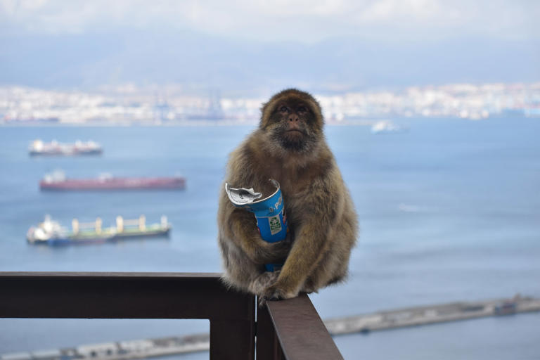 Monkeys find way to keep eating junk food without the upset stomach
