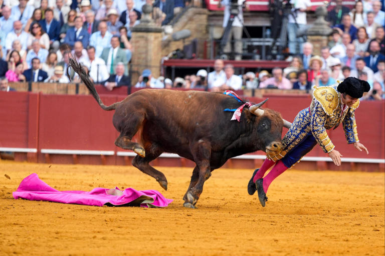 « C’était atroce » : grièvement blessé par un taureau, le torero star ...