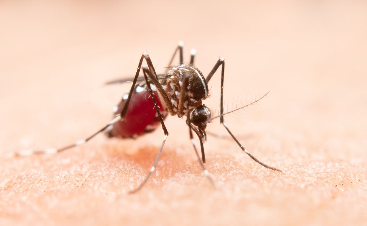 Working indoors all day, but still at risk: Doctor explains how dengue ...