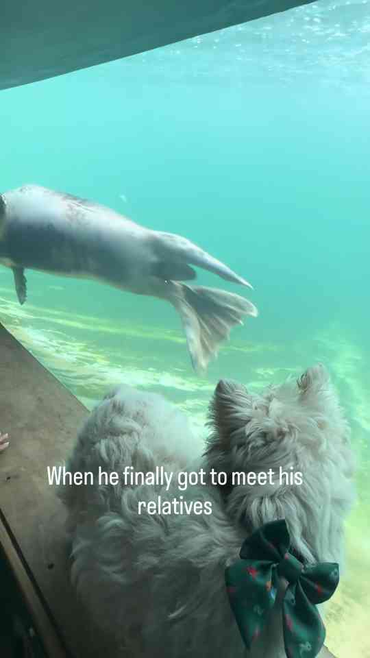 From one seal to another, dog meets seals in a heartwarming day