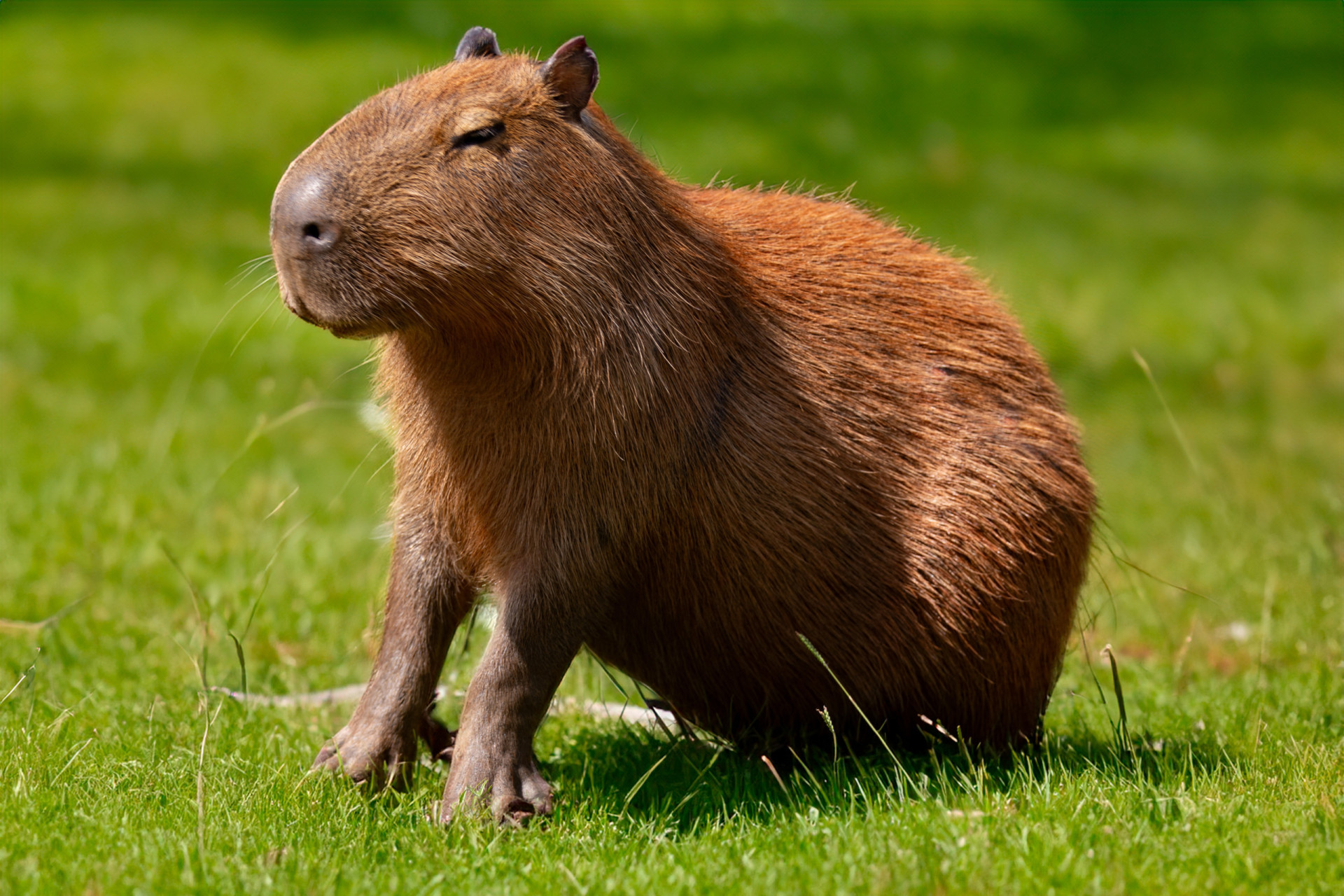 Fatti molto curiosi sui capibara