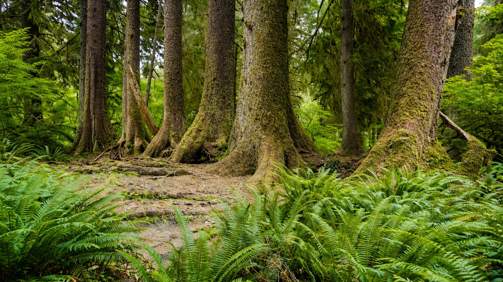 Hoh Rain Forest i Olympic National Park – grønne, frodige stier (4K)