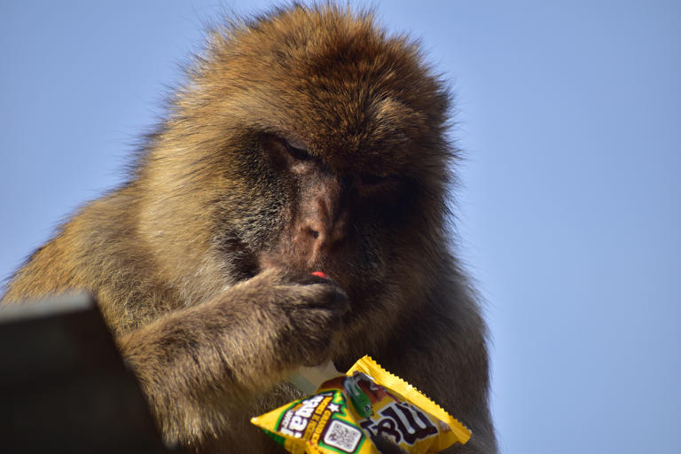Monkeys learn to swallow soil so they can keep eating junk food – research