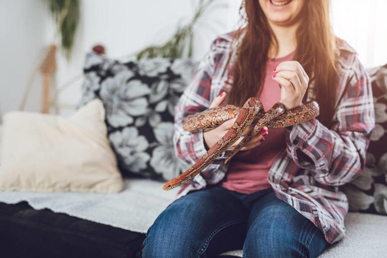 7 wild animals you can legally own as pets: pros and cons to consider