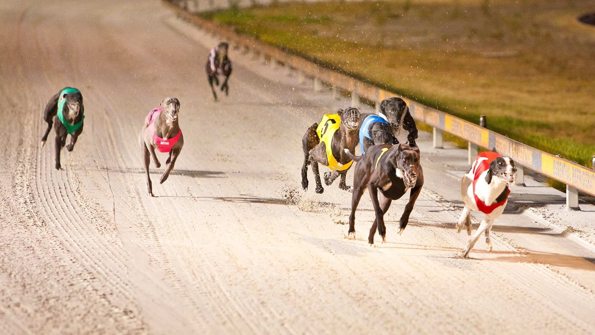 Greyhound Racing SA employees fired after investigation into alleged ...