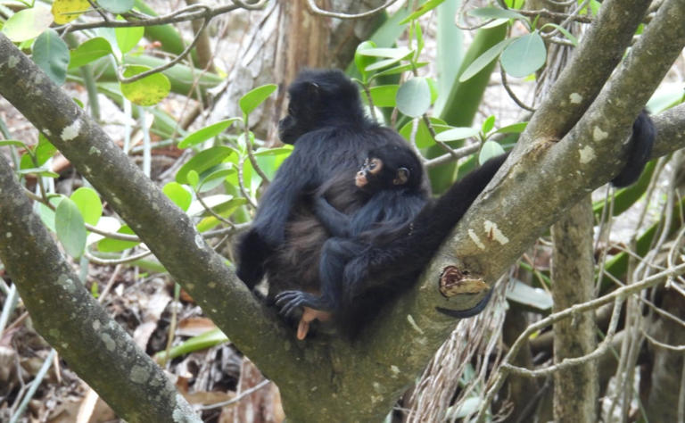 Activan protocolo de atención a monos mexicanos por altas temperaturas ...
