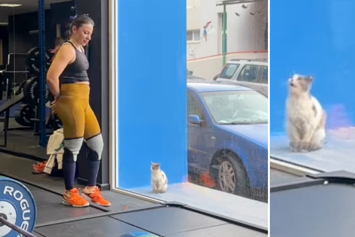 Cat desperately meows for help outside of a gym – does anyone answer ...