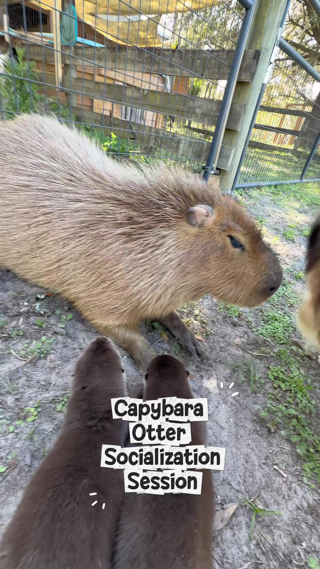 Animal socialization process lessons from capybaras