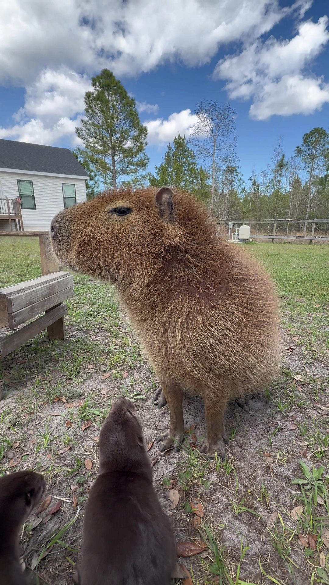 Animal introduction tips lessons from capybaras and otters