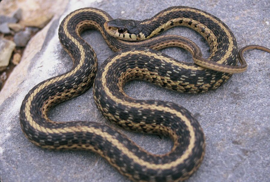 Slithering and scaled: What to do if you run across a snake