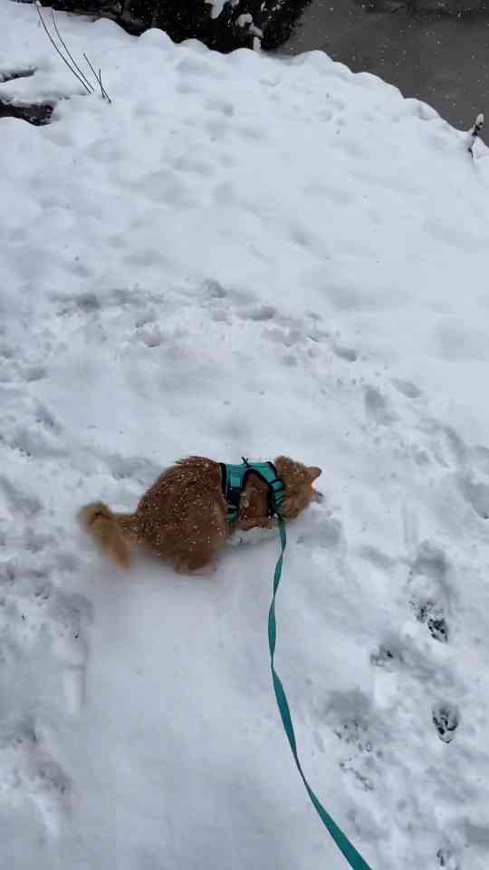 When a kitten sees snow for the very first time