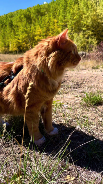 This cat’s meow is too cute to ignore
