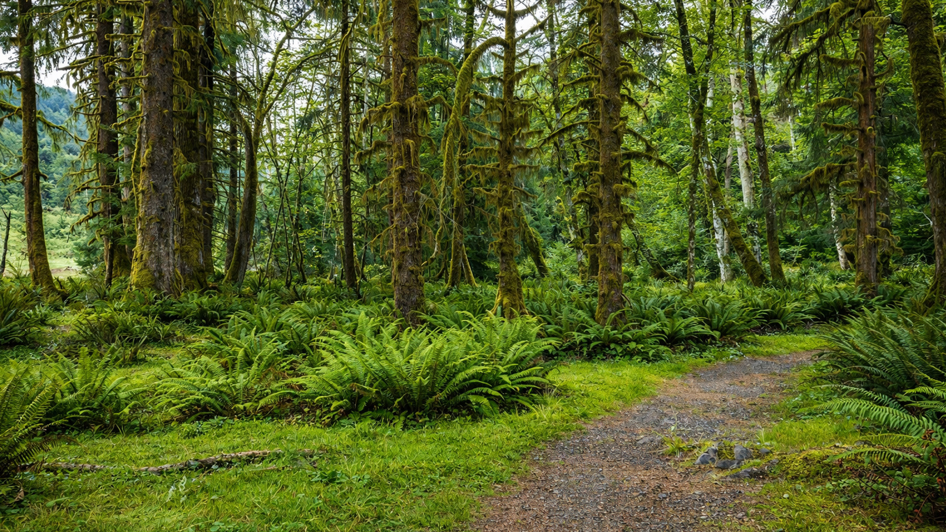 Hoh Rain Forest ve Washingtonu: malebná procházka přírodou (4K)