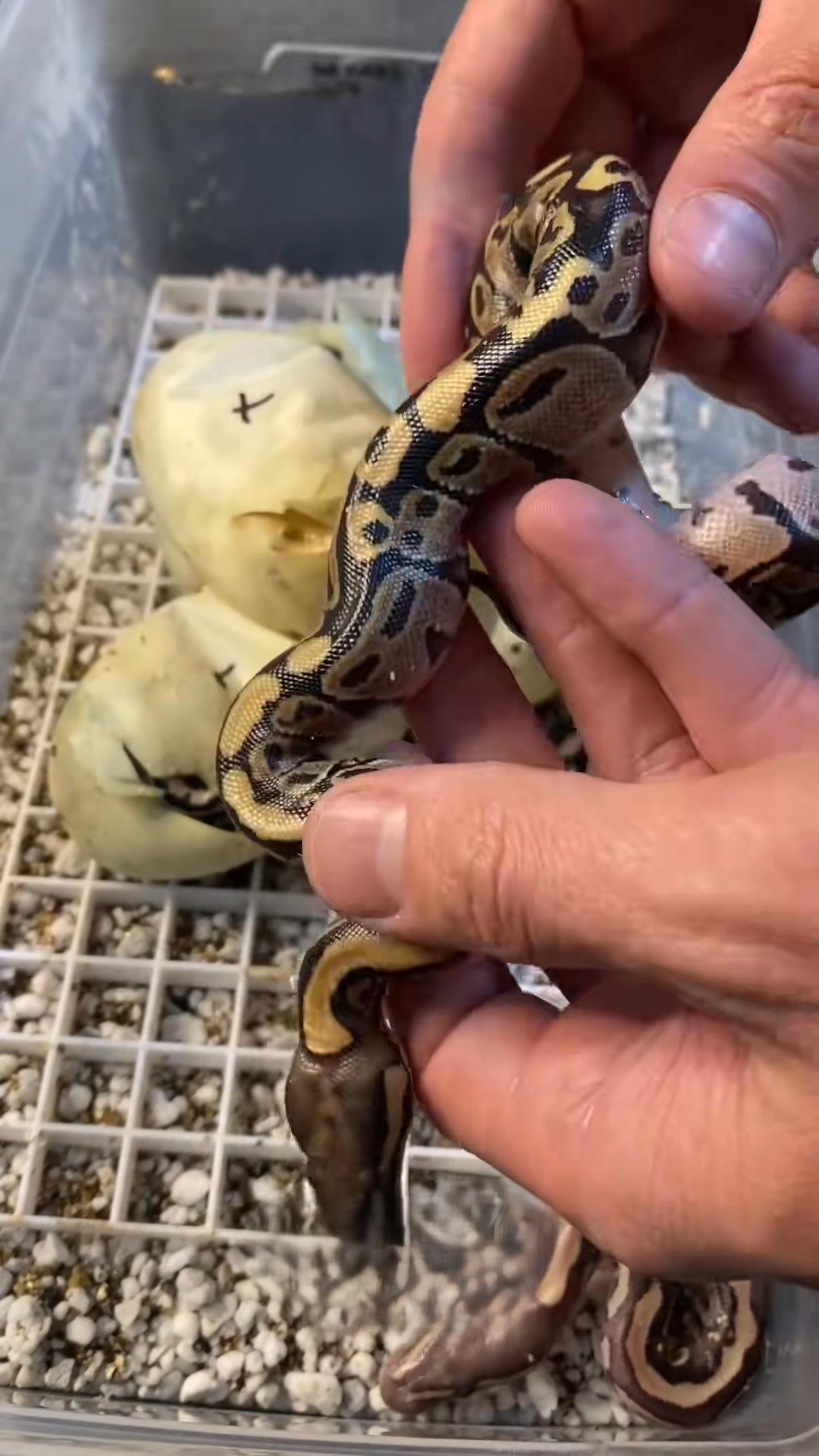 Three snake egg species on display