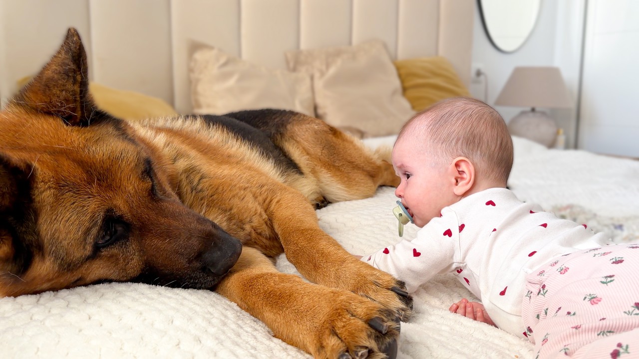Baby leert nieuwe bewegingen met Duitse herder