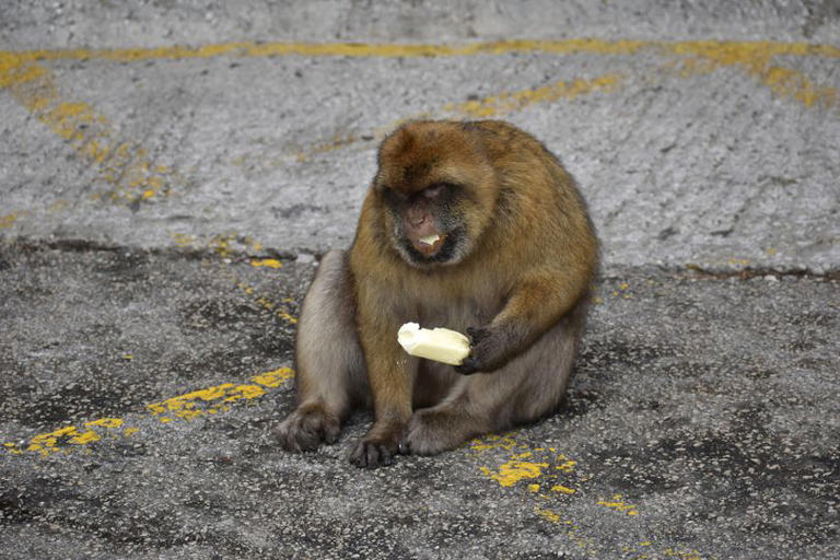 Monkeys learn to swallow soil so they can keep eating junk food stolen ...