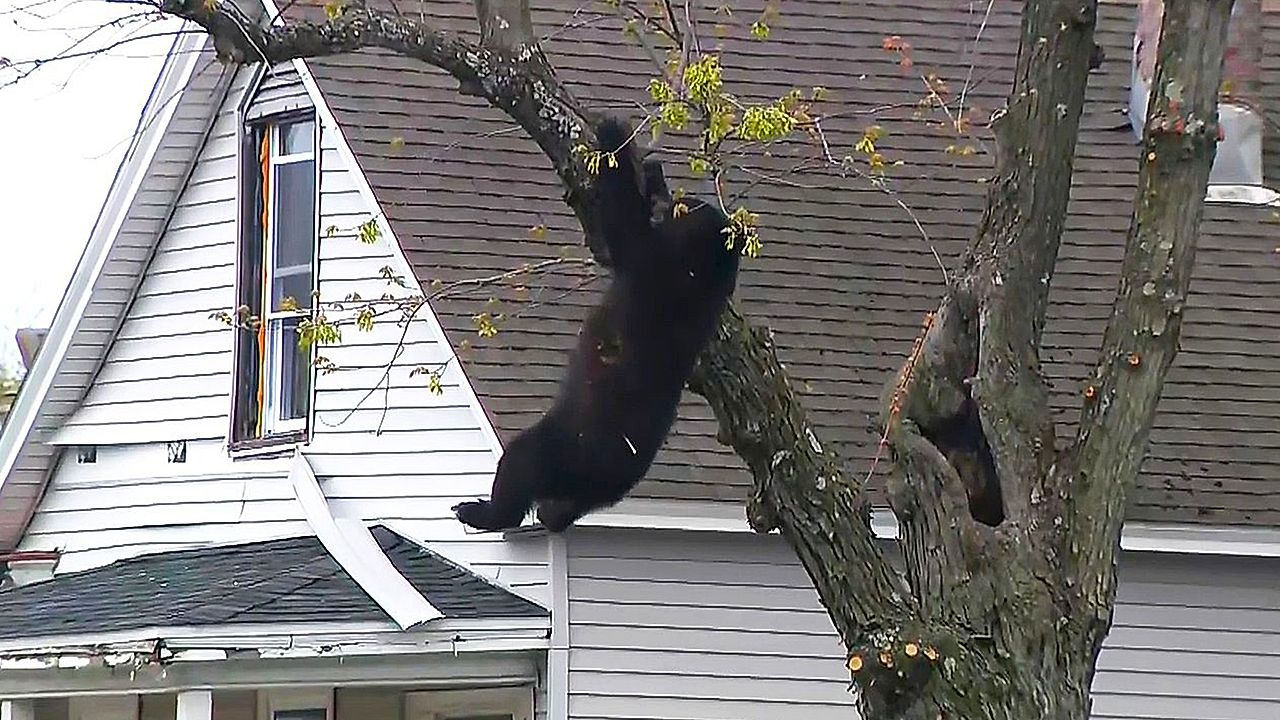 Black bear captured after spending hours in New York residential area tree