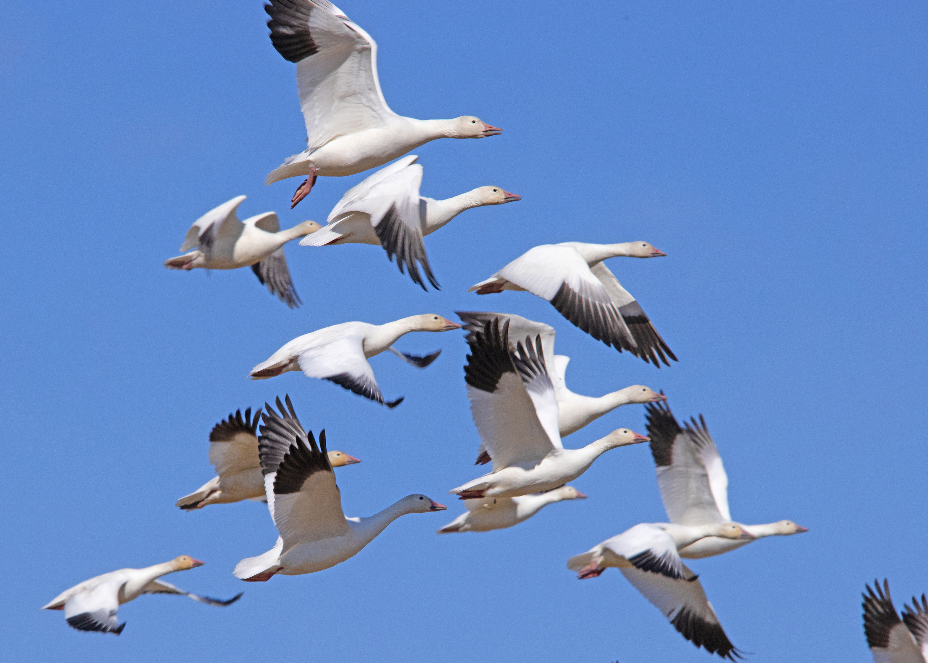 Dennis Anderson: Complex and beautiful birds, snow geese should be ...