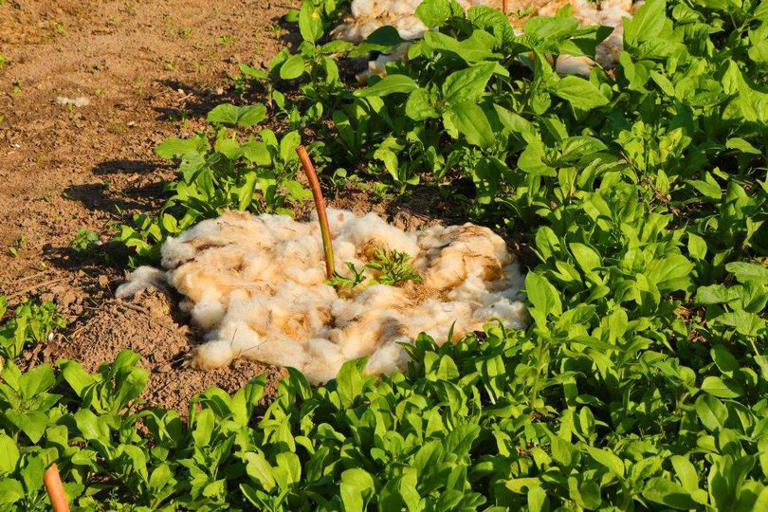 Gardeners growing plants in spring urged to scatter wool in the garden