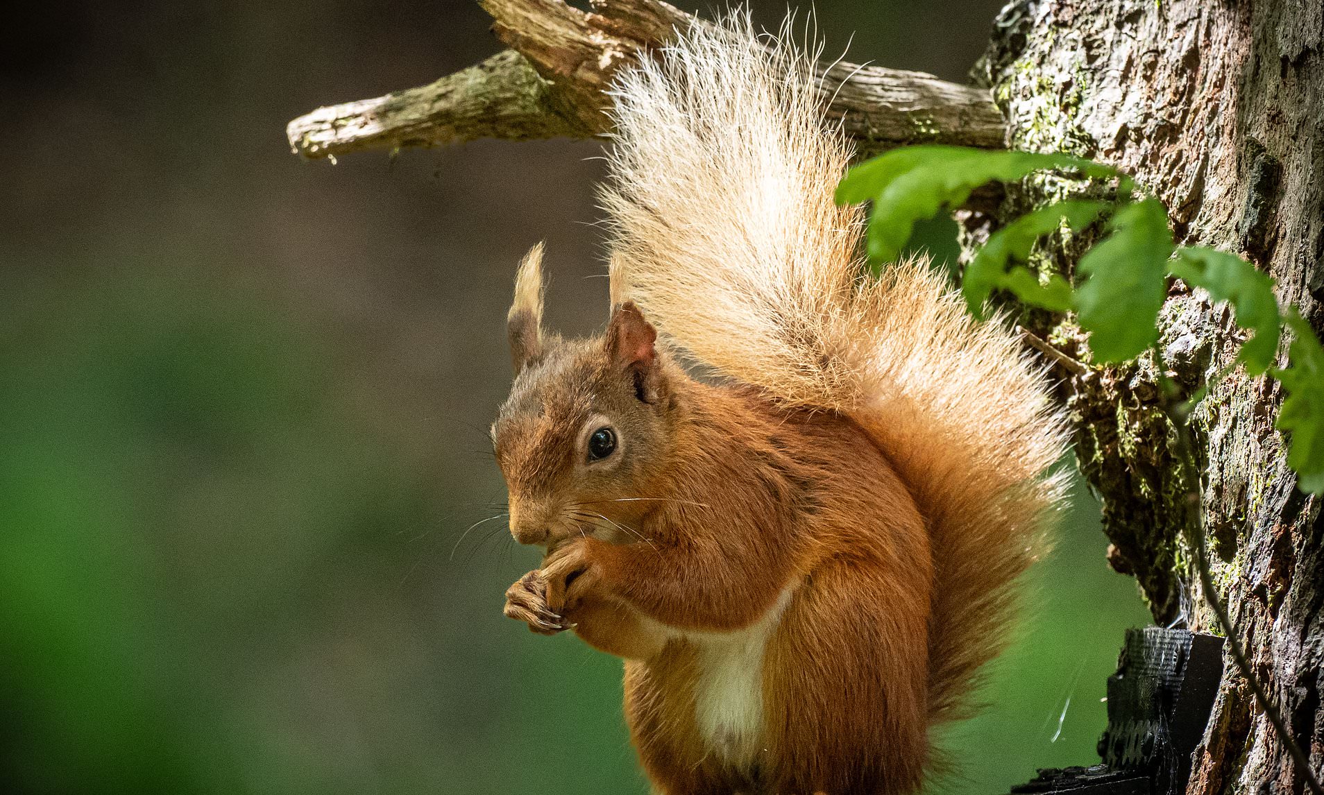 Wildlife group urges visitors to 'dress appropriately' after event ...