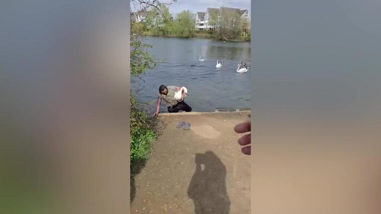 Man dives into lake to save swan with fishing hook in its mouth
