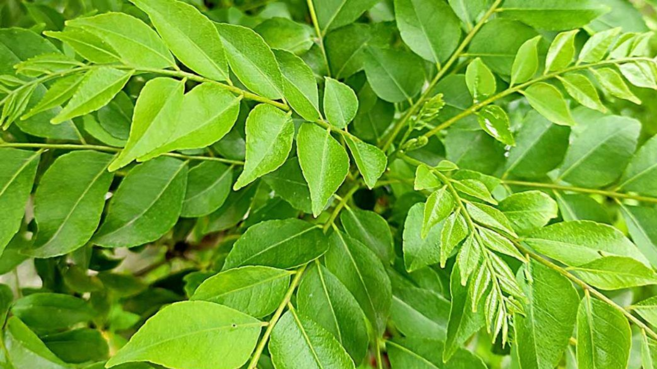 How to use curry leaves for grey hair? Know DIY recipe, benefits, and more