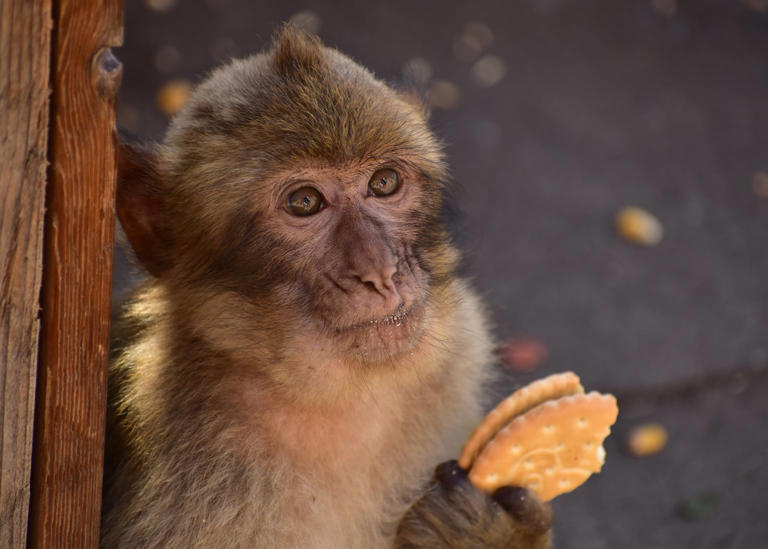 Monkeys learn to swallow soil so they can keep eating junk food – research