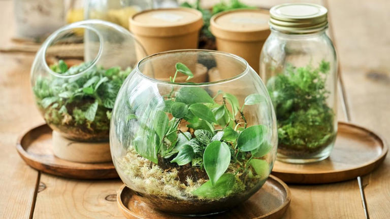 The terrarium you bought from the store wasn't made to last: Here's how ...