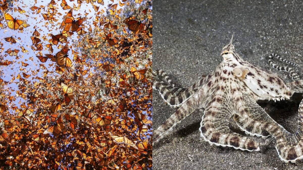 Nature facts that seem impossible but are real