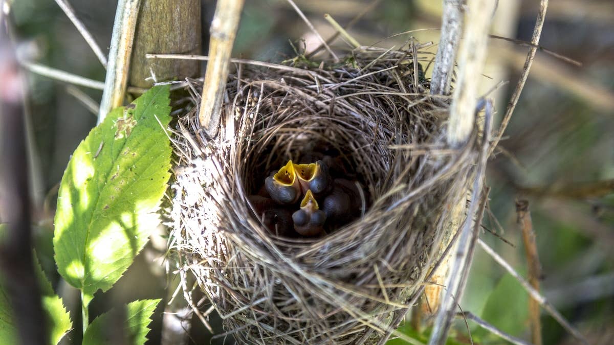 Woman finds bird nest in trash can and finds the fuzziest babies inside