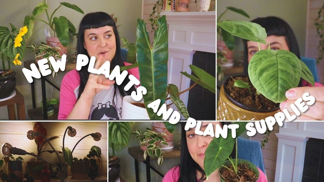 Dream plant room: Creating a cozy indoor jungle space