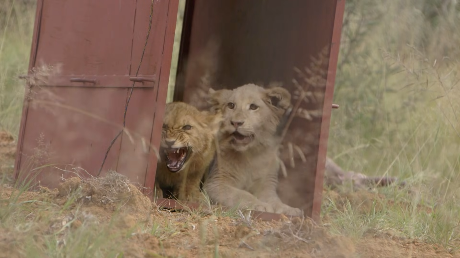 Saved from death, but the fear still won’t leave them