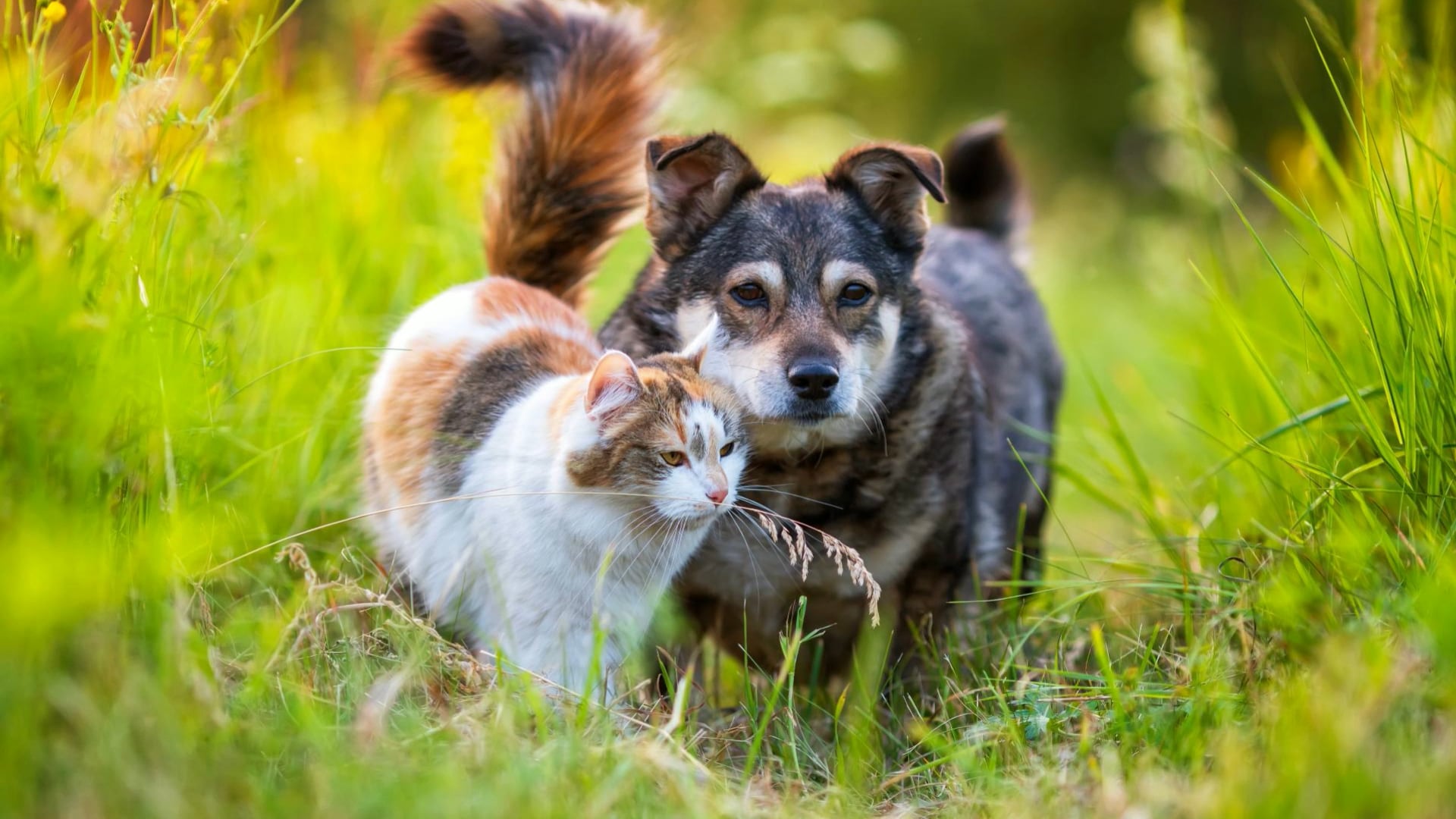 The best dog breeds to get if you have a cat at home
