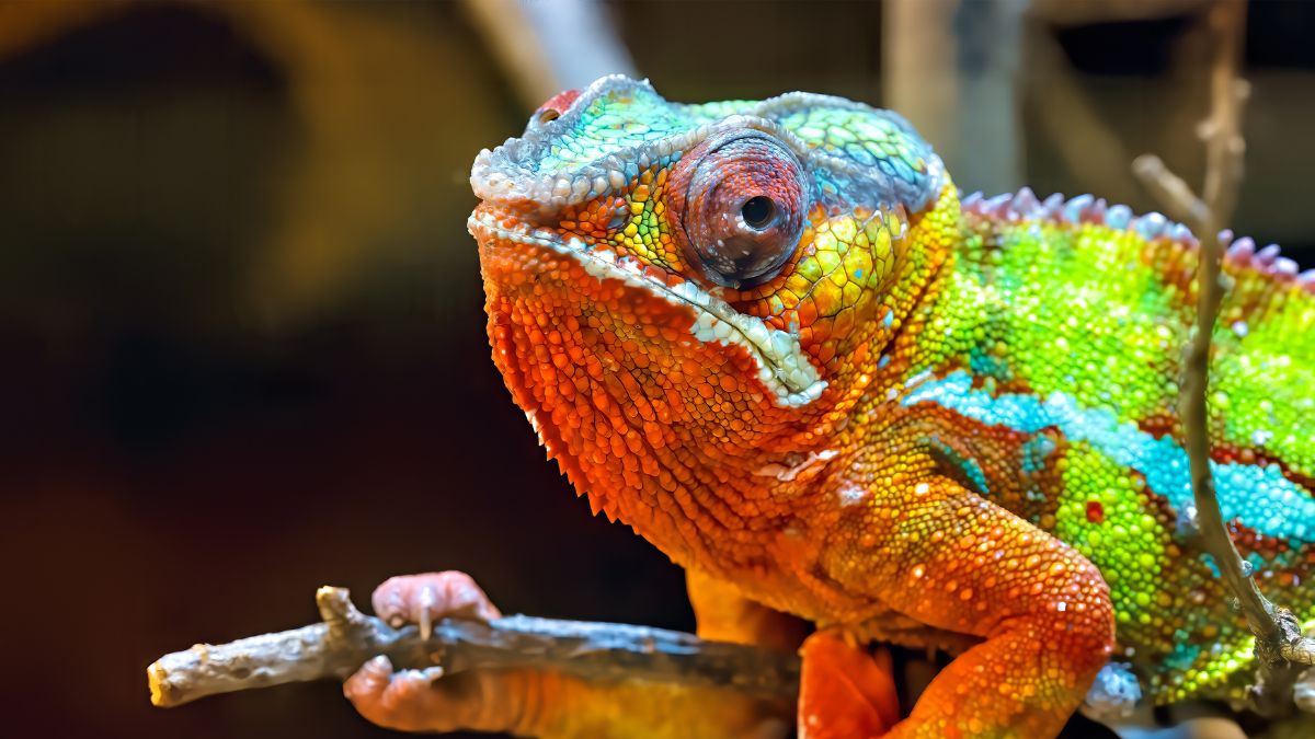 The unexpected sacrifices a woman makes for her pet chameleon