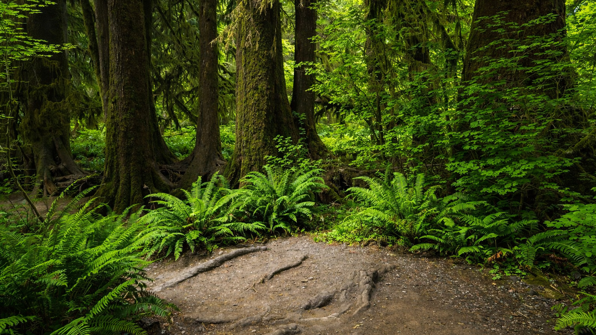 Hoh Rain Forest Washington mossy forest walk (4K)