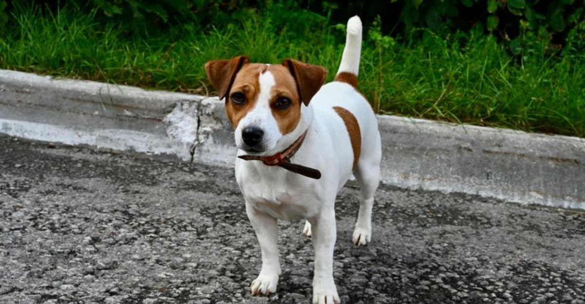 If barking bothers you, these 11 dog breeds may not be for you